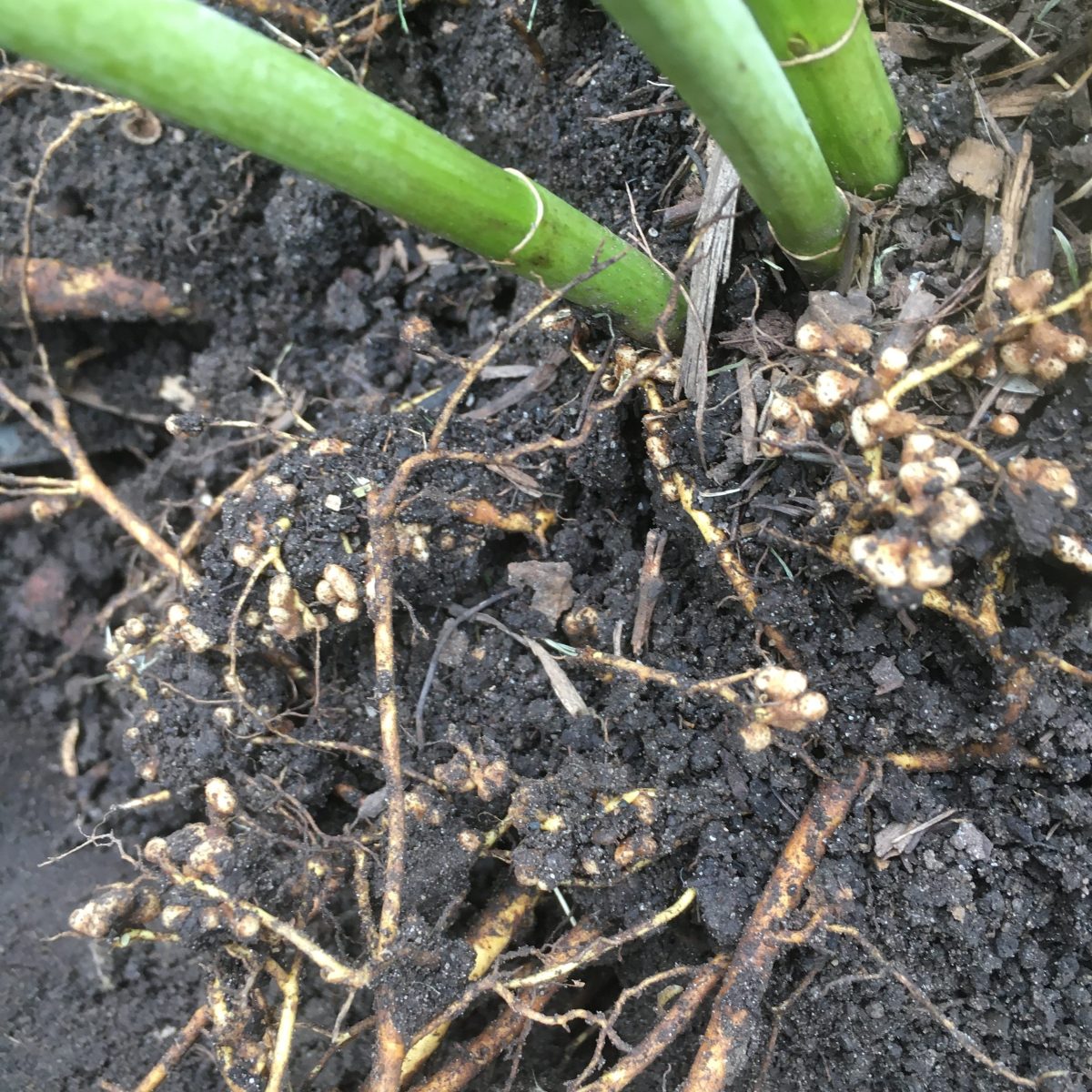 Root Nodules Caused by Nitrogen Fixing Bacteria Verses Root-Knot ...