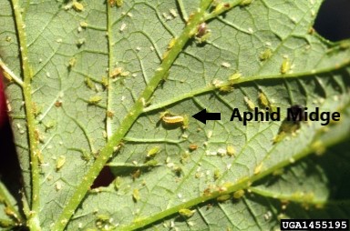 Beneficial Insects In Home Gardens – Horticulture For Home Gardeners