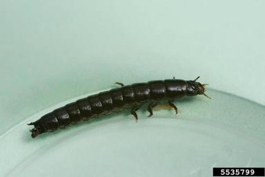 Beneficial Insects In Home Gardens – Horticulture For Home Gardeners