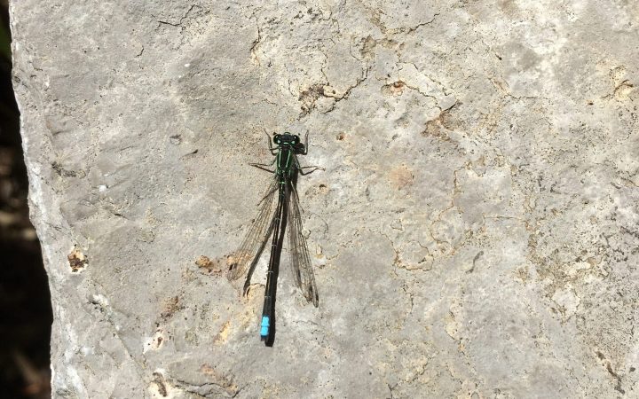 Beneficial Insects In Home Gardens – Horticulture For Home Gardeners