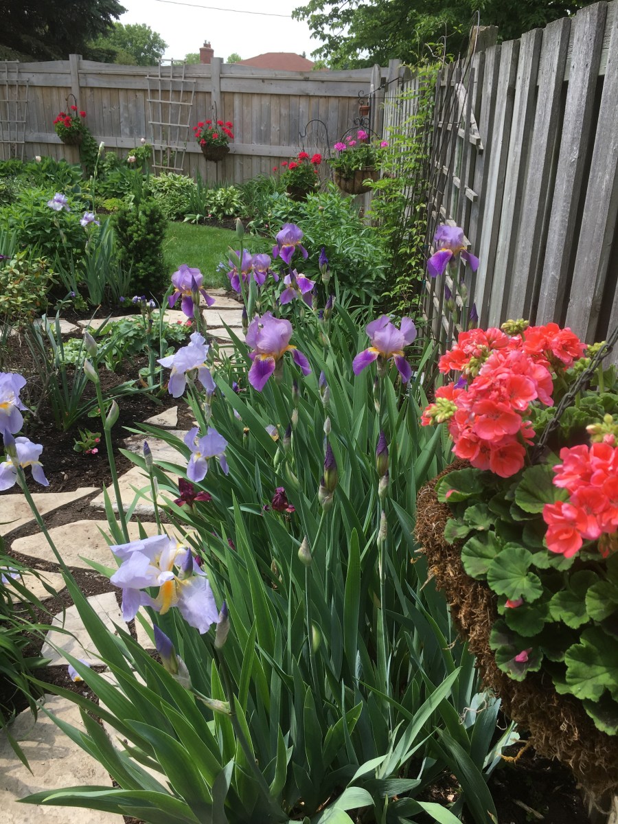 Iris Borers and Bacterial Soft Rot – Horticulture For Home Gardeners