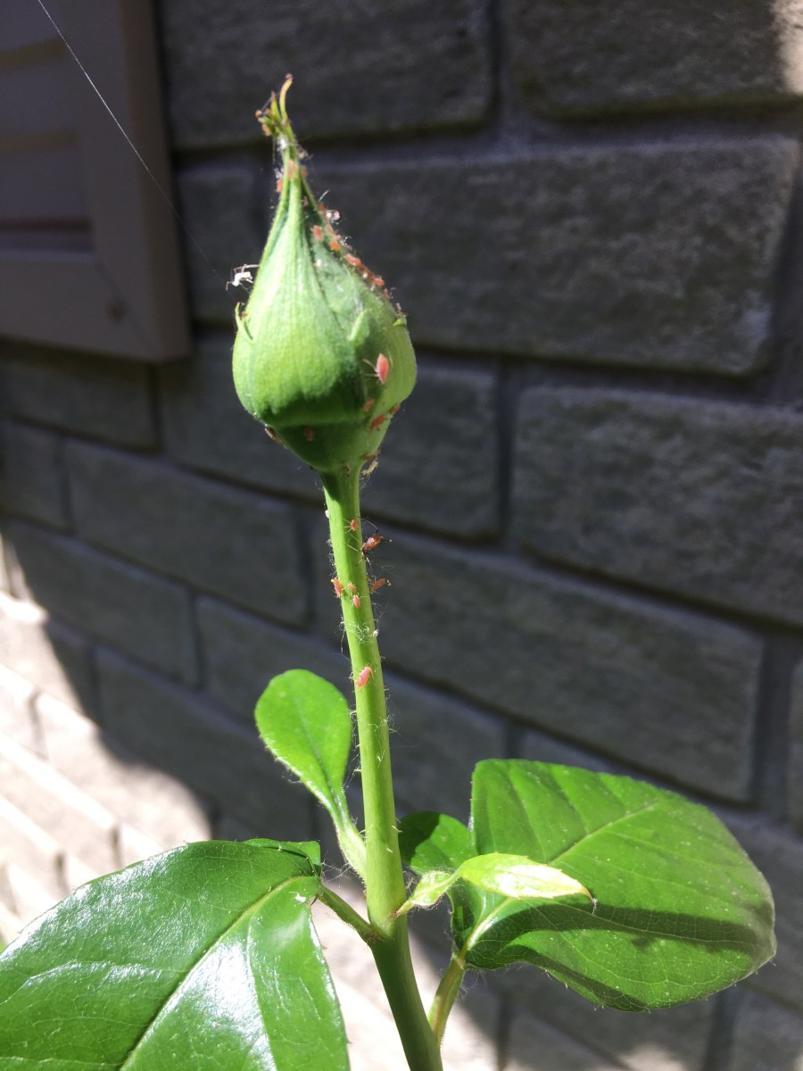 The Many Faces of an Aphid – Horticulture For Home Gardeners
