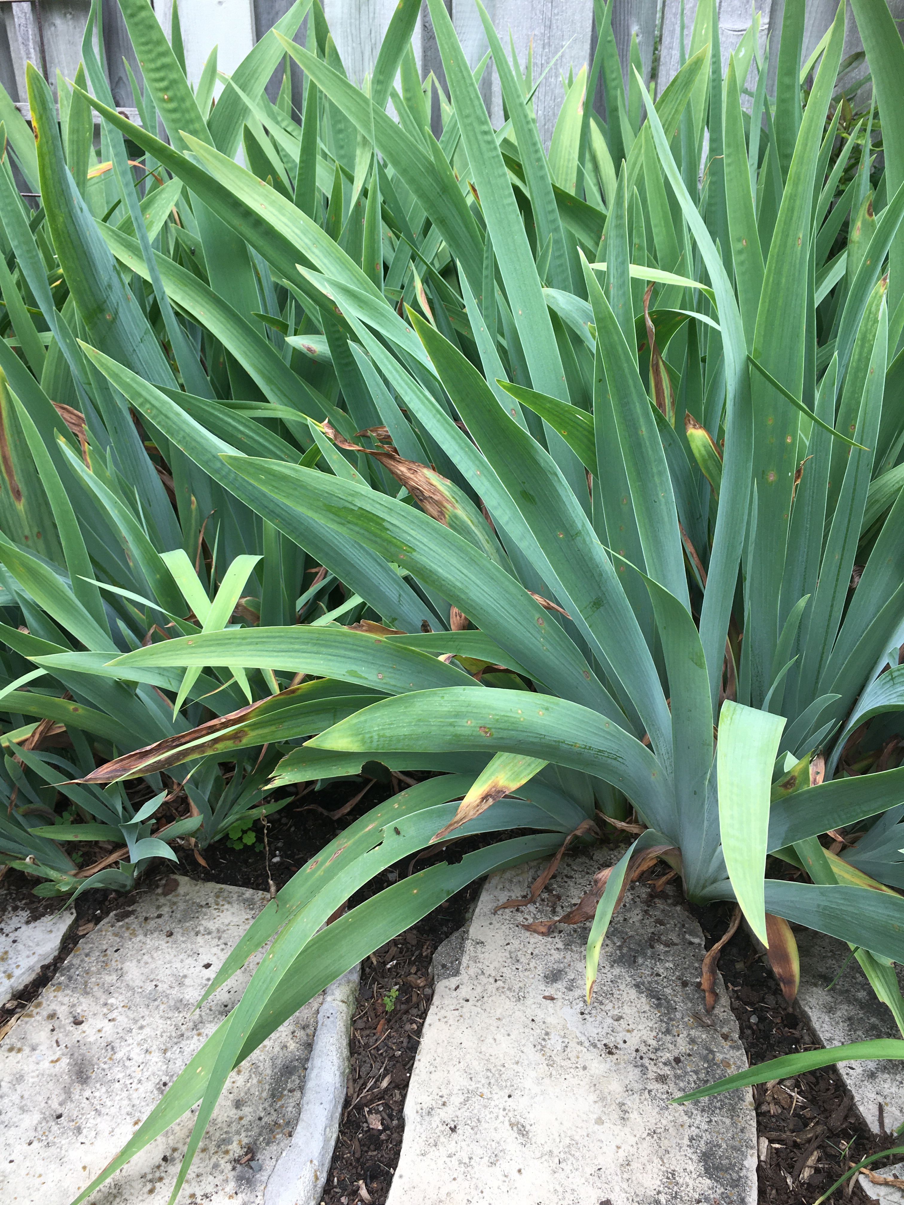 Leaf Spot Diseases of Iris – Horticulture For Home Gardeners