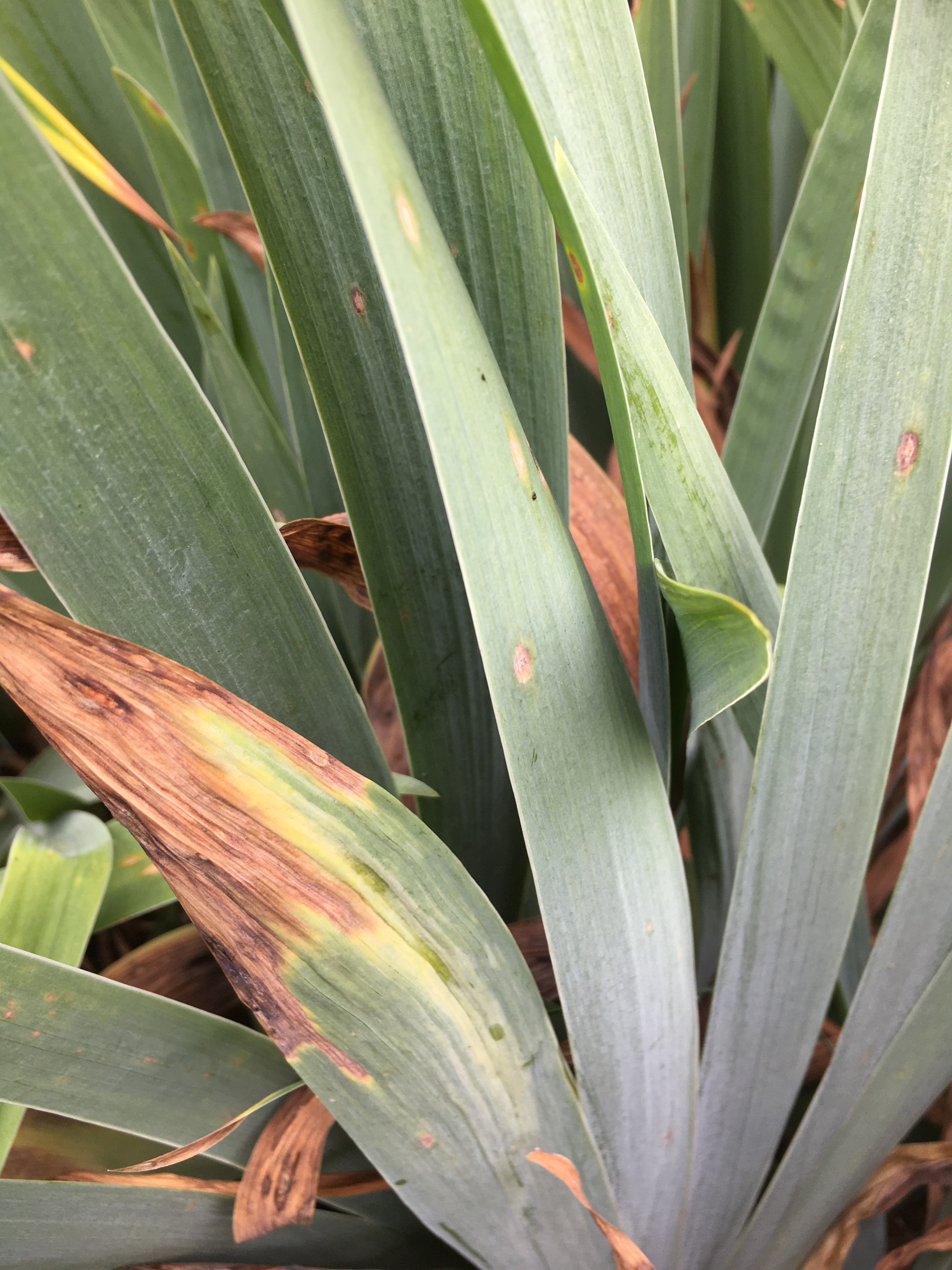 Leaf Spot Diseases of Iris – Horticulture For Home Gardeners