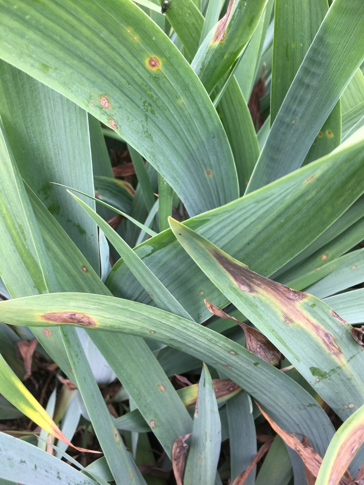 Leaf Spot Diseases of Iris – Horticulture For Home Gardeners