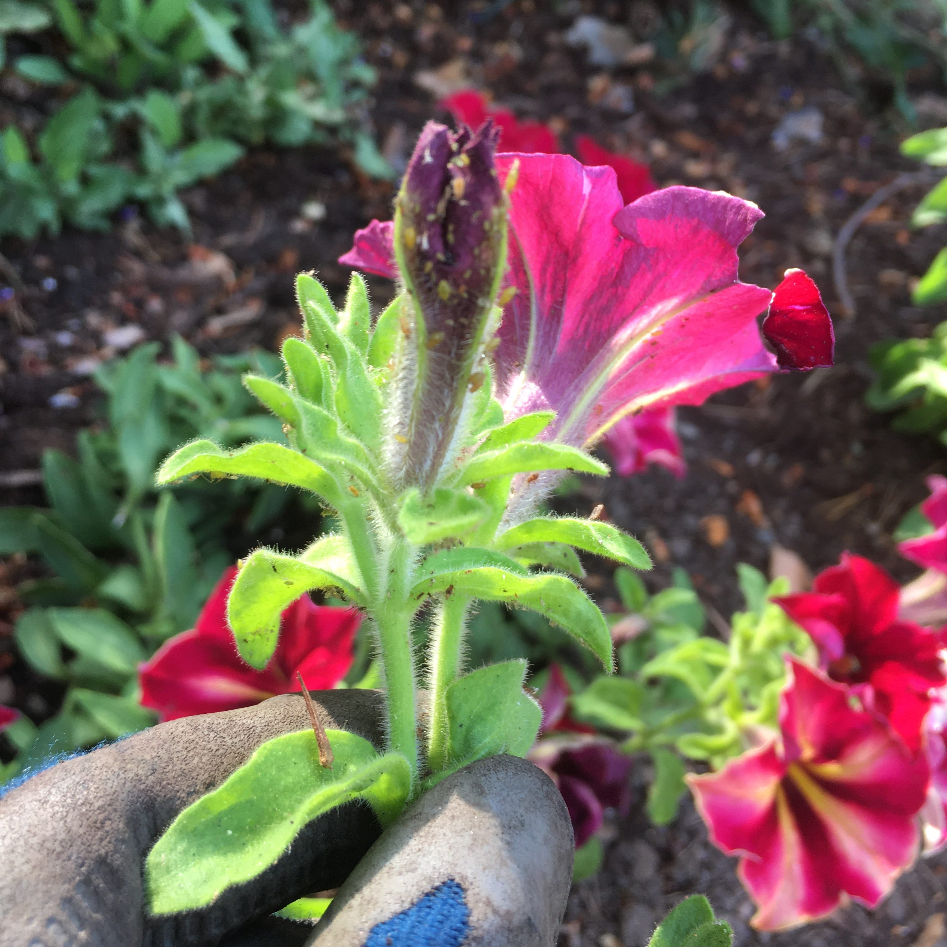 The Many Faces of an Aphid – Horticulture For Home Gardeners