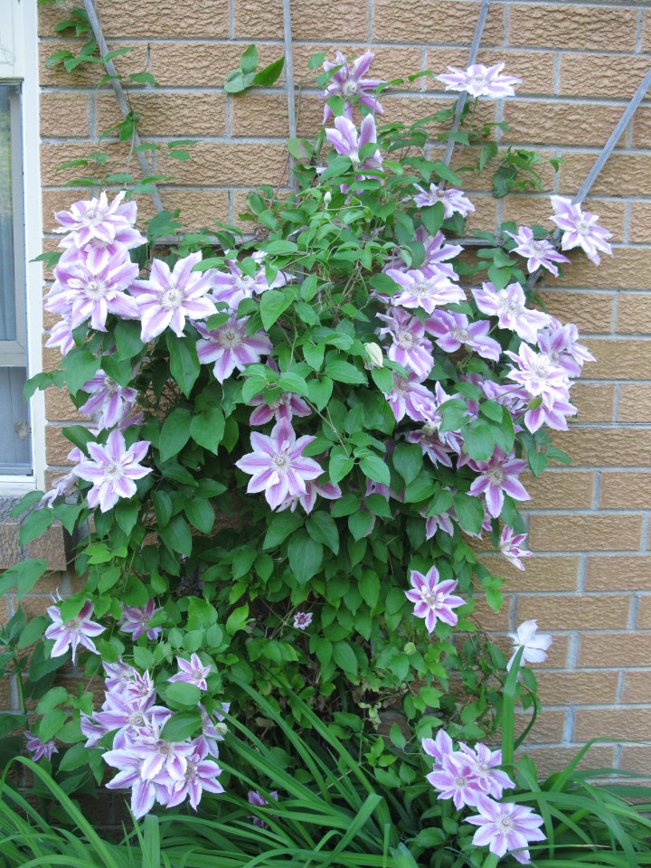 Gardening Naturally With Clematis – Horticulture For Home Gardeners