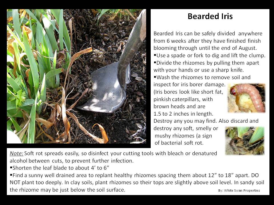 Iris Borers and Bacterial Soft Rot – Horticulture For Home Gardeners