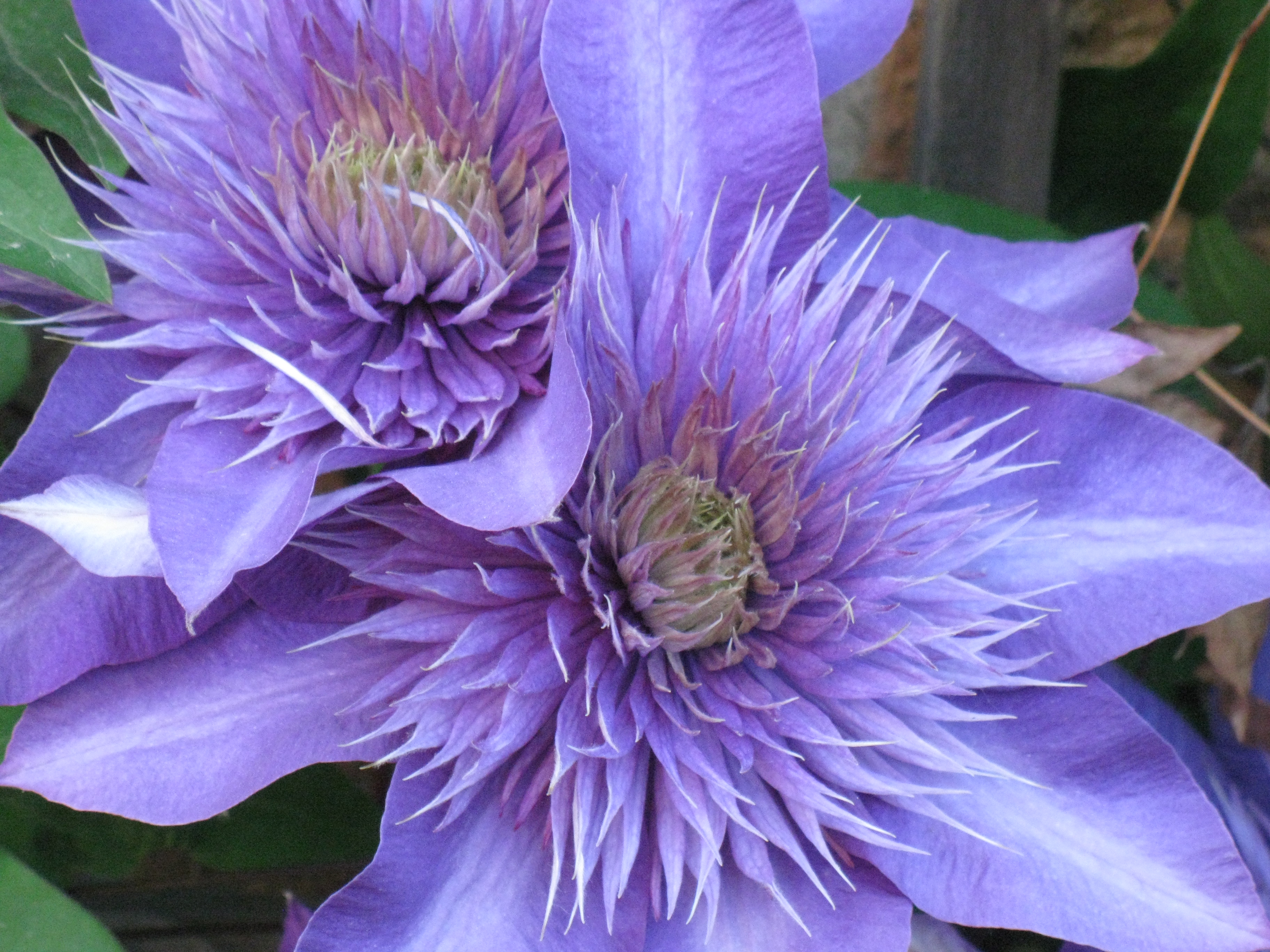 Gardening Naturally With Clematis – Horticulture For Home Gardeners