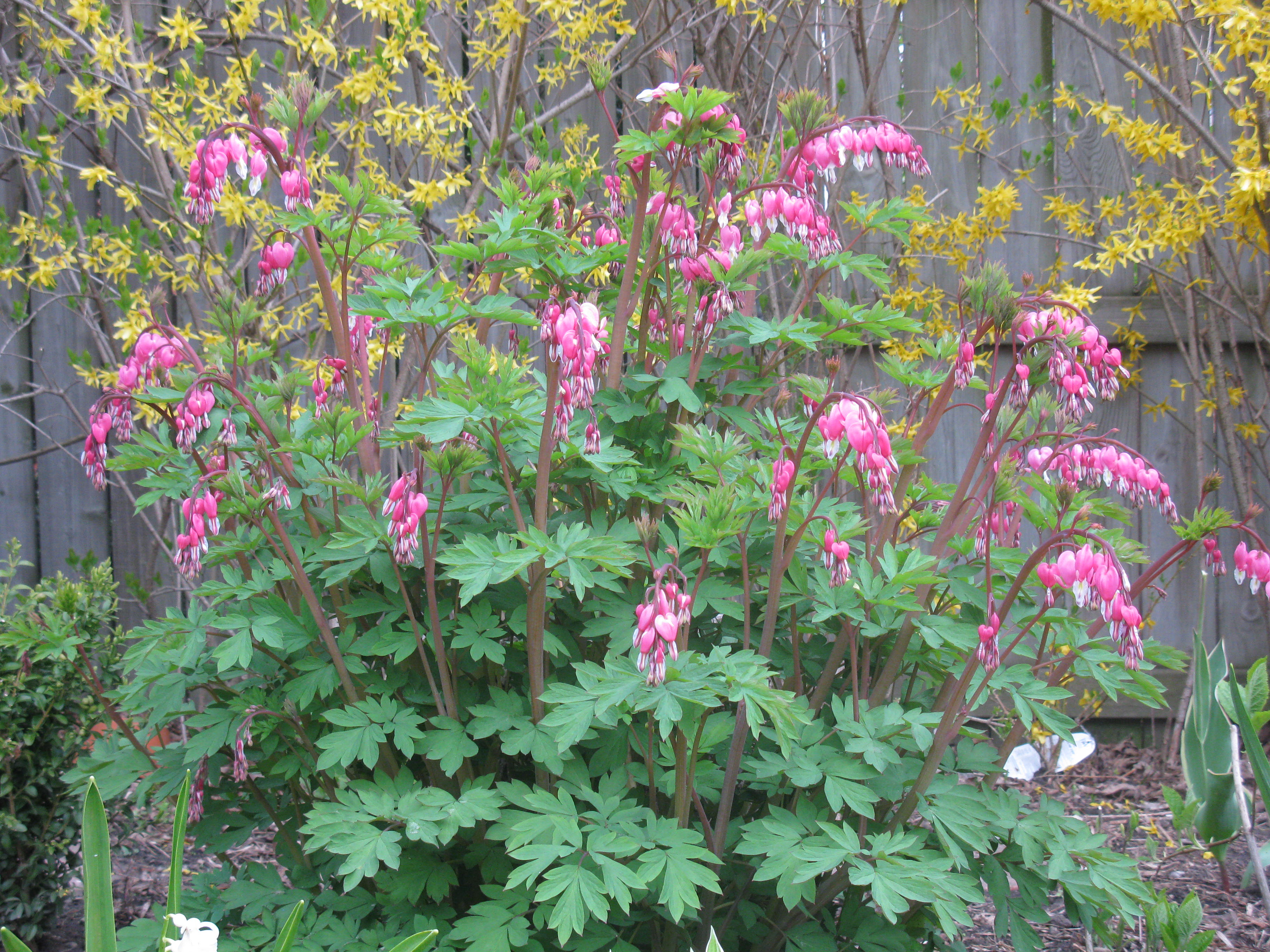 Ornamental Garden Calendar for May – Horticulture For Home Gardeners
