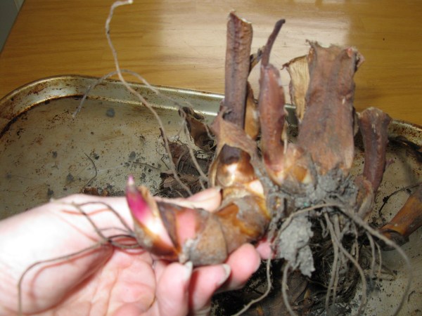 How to Plant Canna Lily Bulbs – Horticulture For Home Gardeners