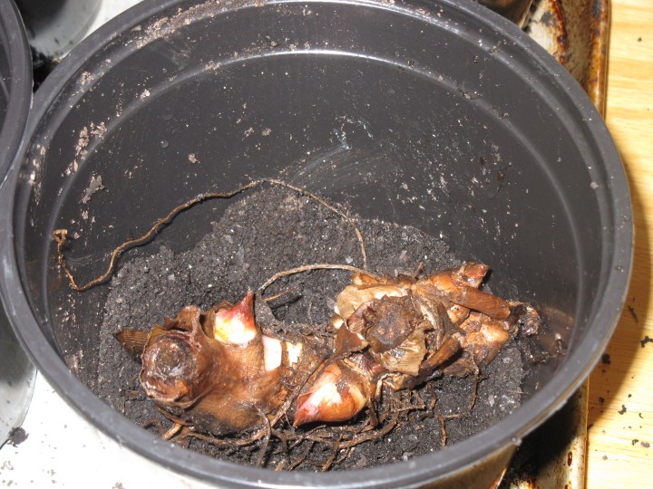 How to Plant Canna Lily Bulbs – Horticulture For Home Gardeners