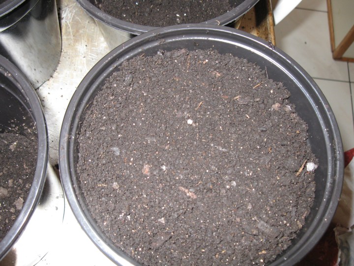 How to Plant Canna Lily Bulbs – Horticulture For Home Gardeners