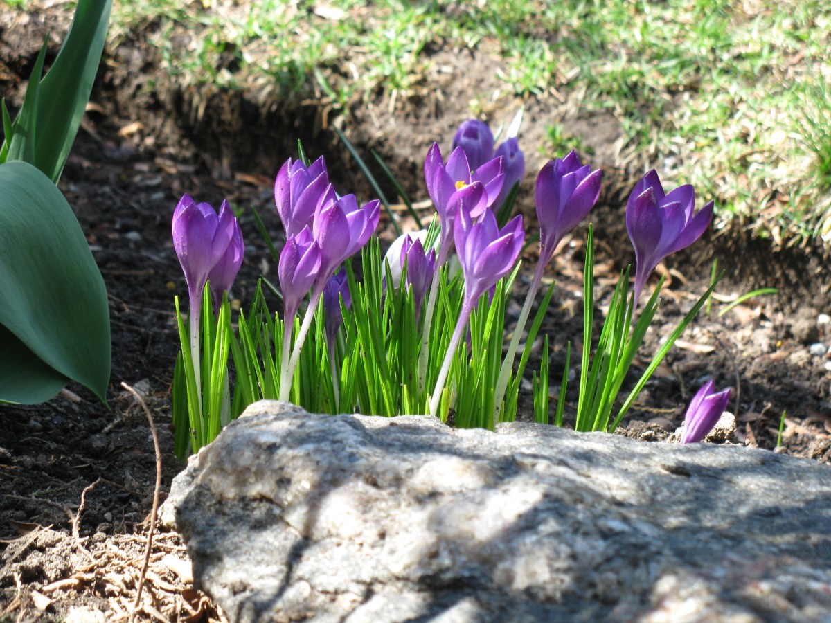 Ornamental Garden Calendar for April – Horticulture For Home Gardeners