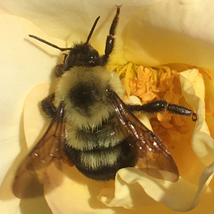 Beneficial Insects In Home Gardens – Horticulture For Home Gardeners