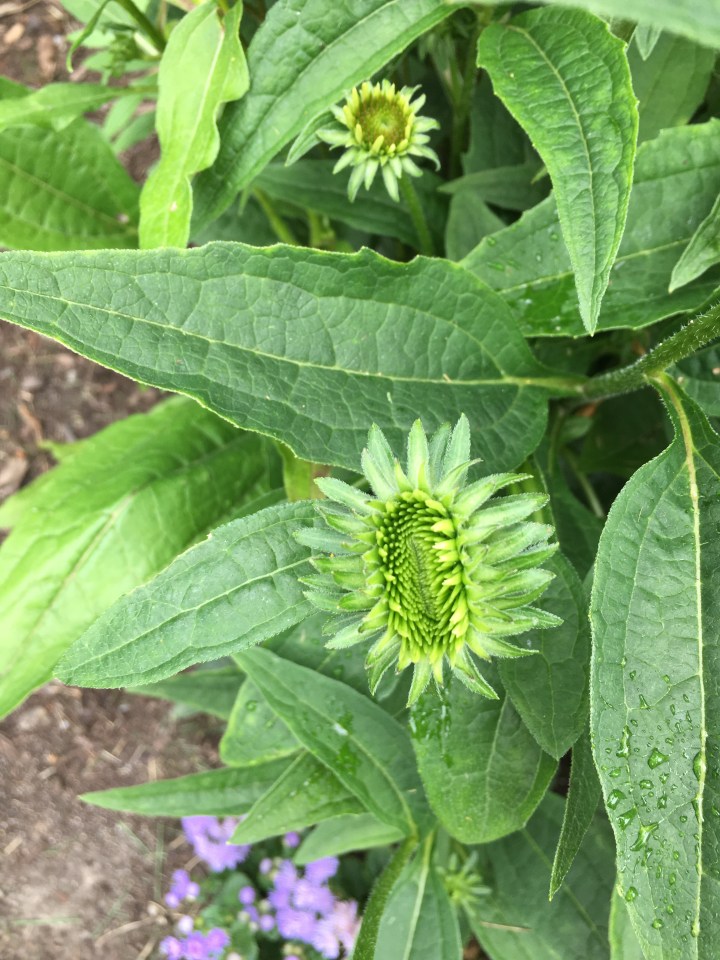 Fasciation Causes Unusual Growth of Flowers, Stems, or Fruit ...