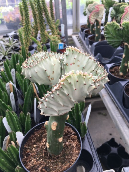 Fasciation Causes Unusual Growth of Flowers, Stems, or Fruit ...