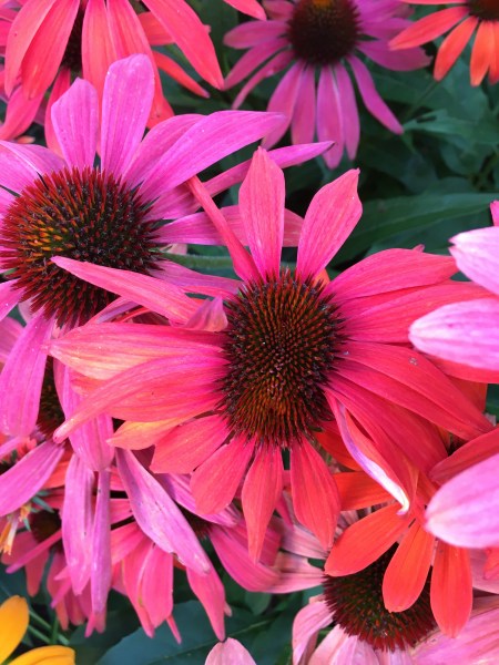 Fasciation Causes Unusual Growth of Flowers, Stems, or Fruit ...