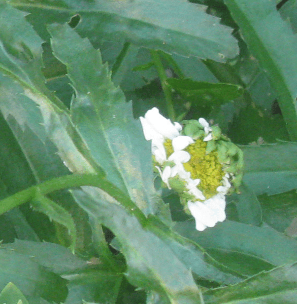 Fasciation Causes Unusual Growth of Flowers, Stems, or Fruit ...