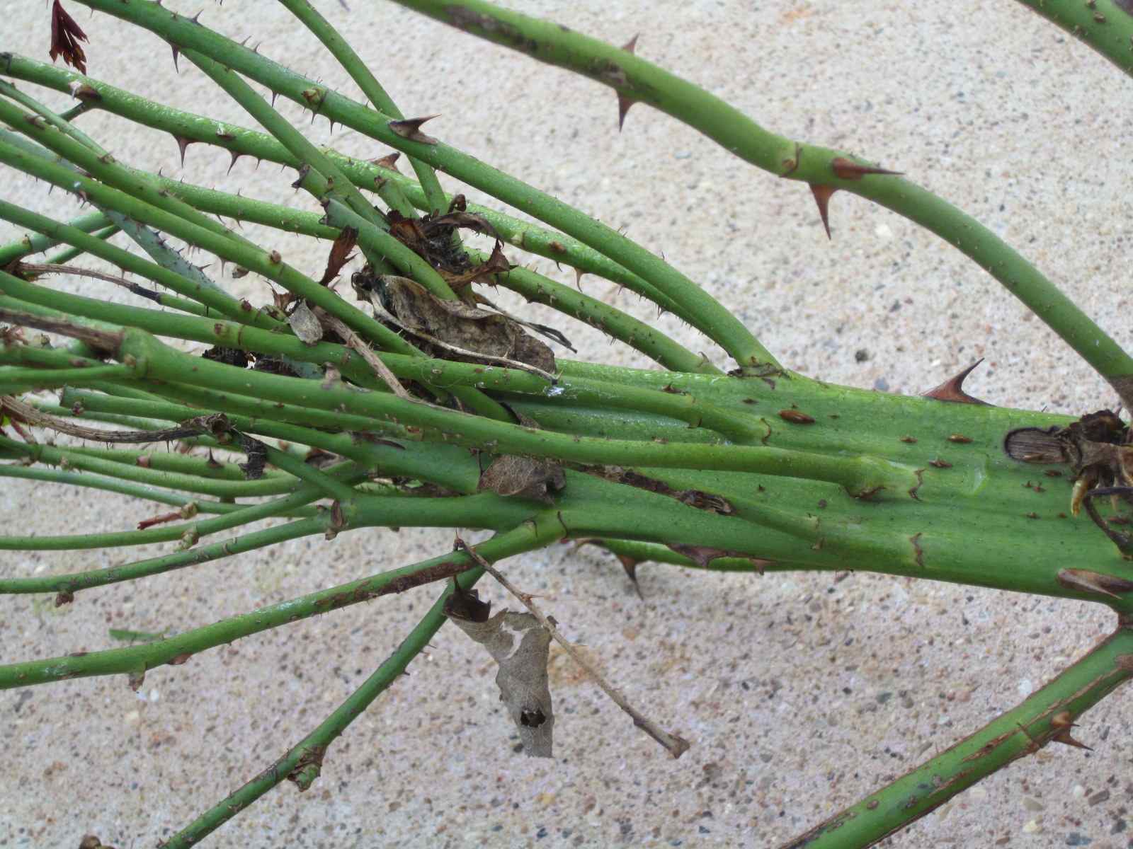 Fasciation Causes Unusual Growth of Flowers, Stems, or Fruit ...