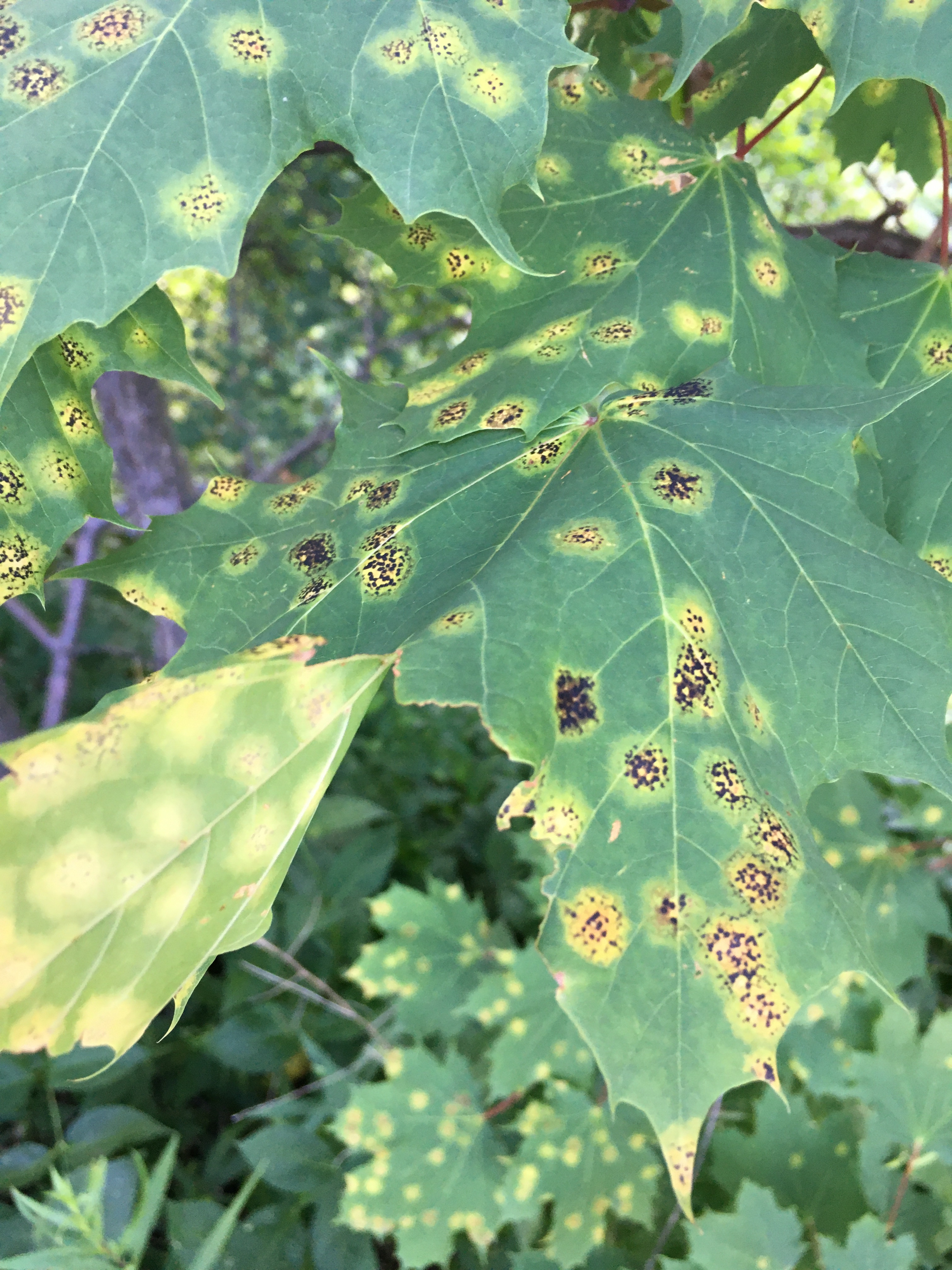 Tar Spot on Maple Leaves – Horticulture For Home Gardeners
