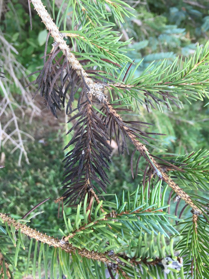 Needle Cast Diseases of Spruce – Horticulture For Home Gardeners