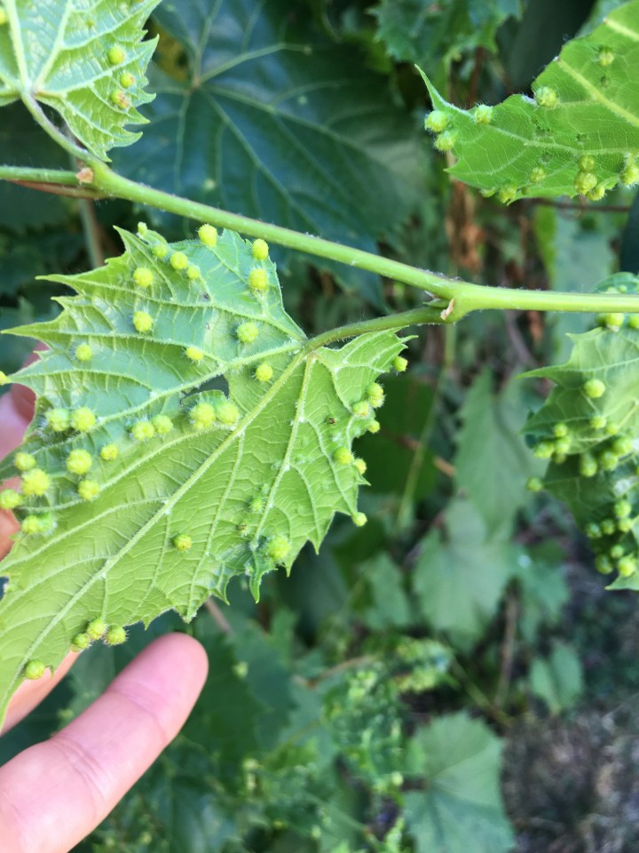 Spindle Galls; Unusual Growths On Linden Leaves Caused by Eriophyid ...