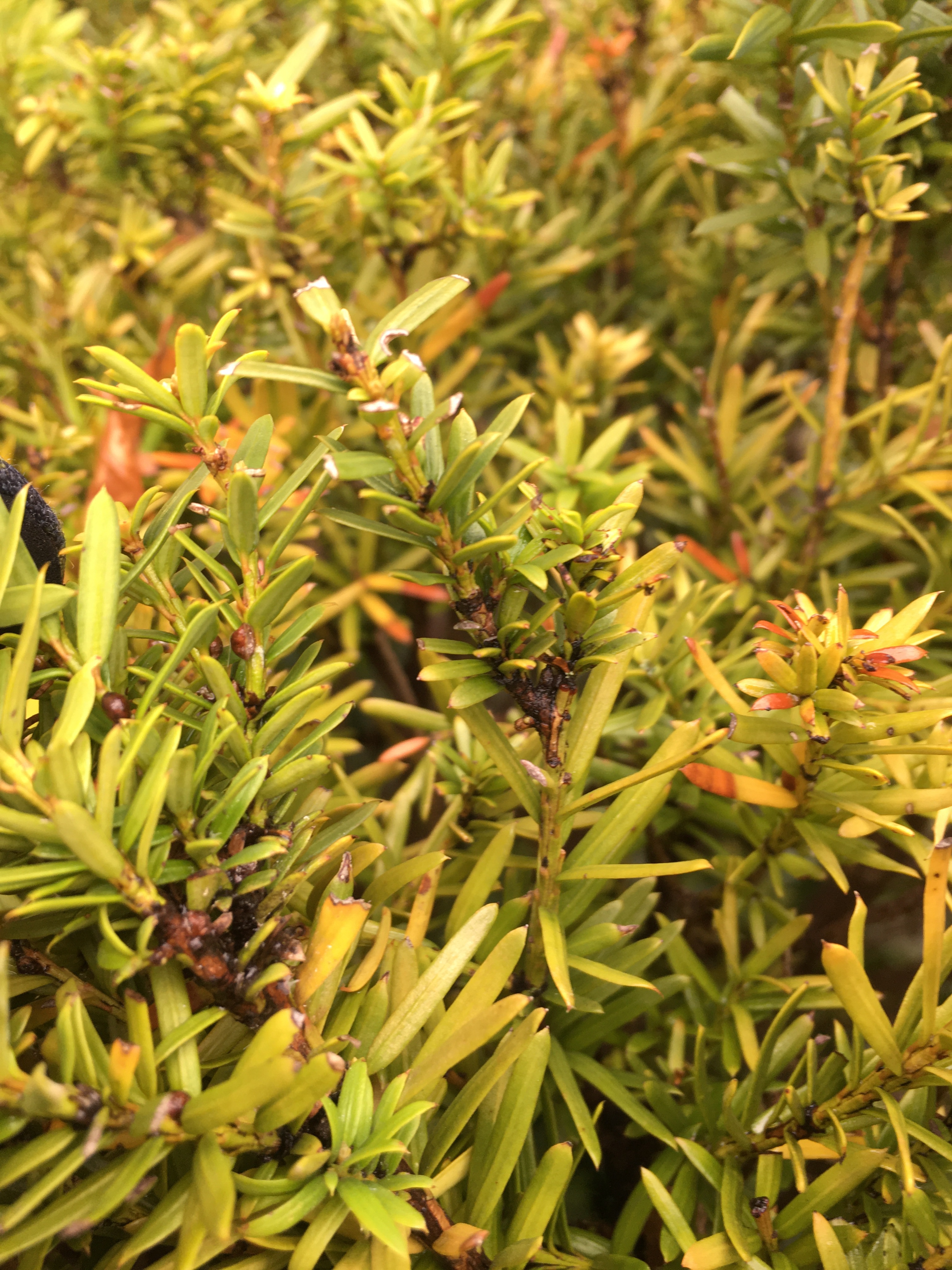 Yew Pests and Diseases – Horticulture For Home Gardeners