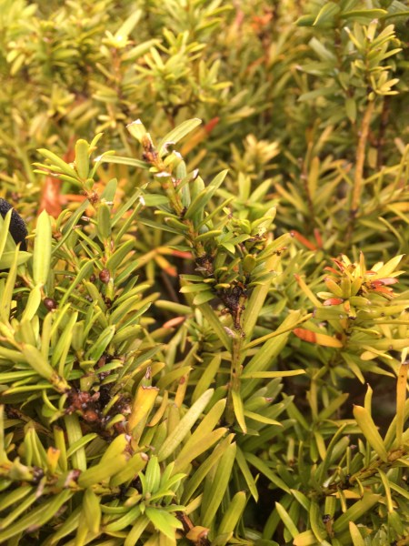 Yew Pests and Diseases – Horticulture For Home Gardeners