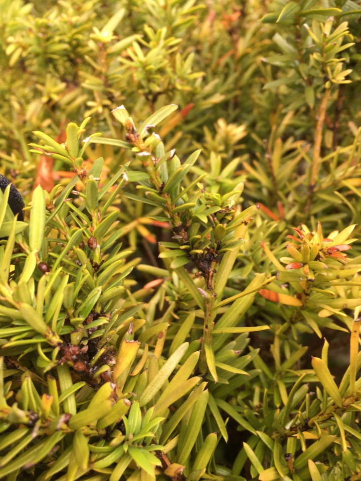 Yew Pests and Diseases – Horticulture For Home Gardeners