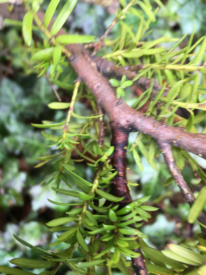 Yew Pests and Diseases – Horticulture For Home Gardeners