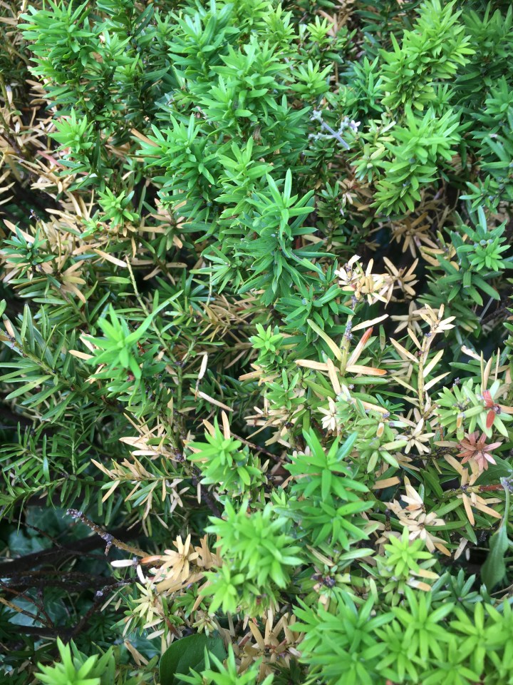 Yew Pests and Diseases – Horticulture For Home Gardeners