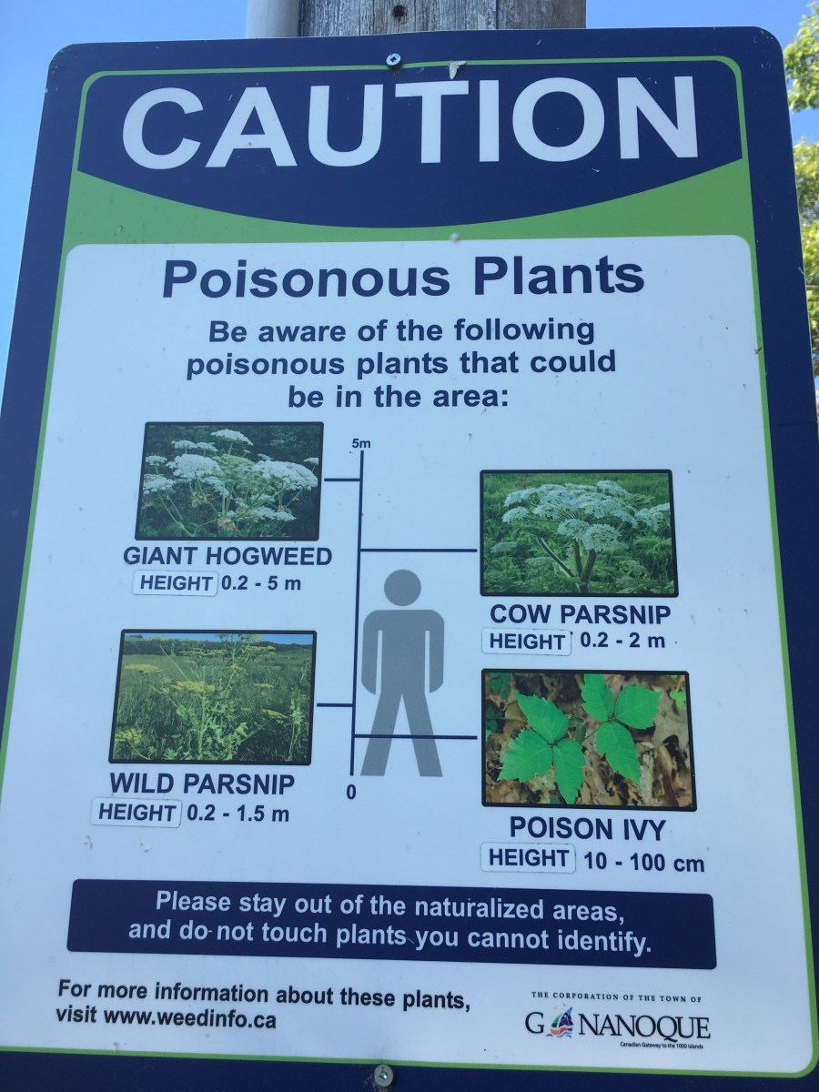 Poisonous to Touch Weed Series: Cow Parsnip (Heracleum maximum ...