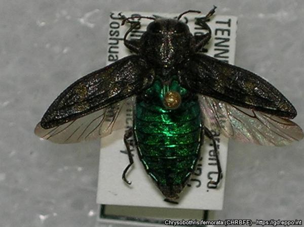 Hydrangea Wood Borers – Horticulture For Home Gardeners