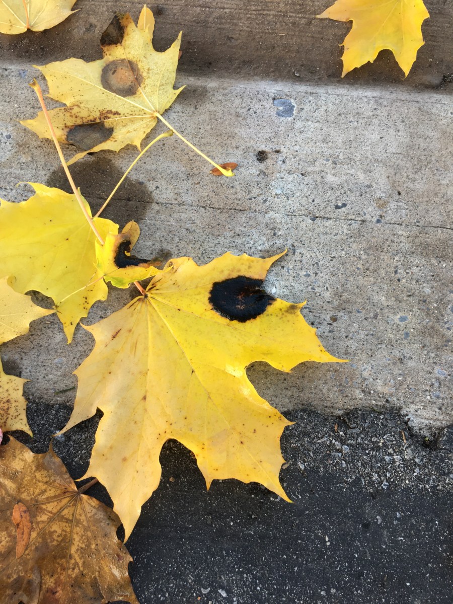Tar Spot on Maple Leaves – Horticulture For Home Gardeners