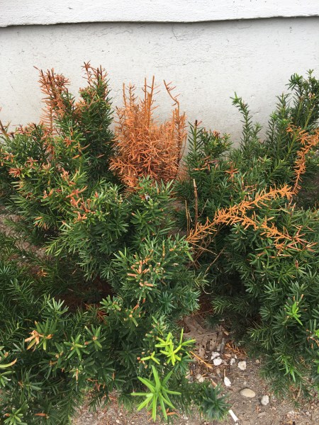 Yew Pests and Diseases – Horticulture For Home Gardeners
