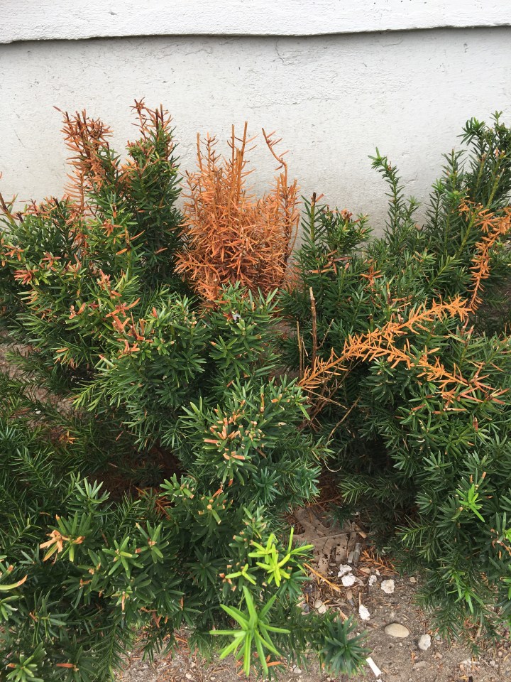 Yew Pests and Diseases – Horticulture For Home Gardeners