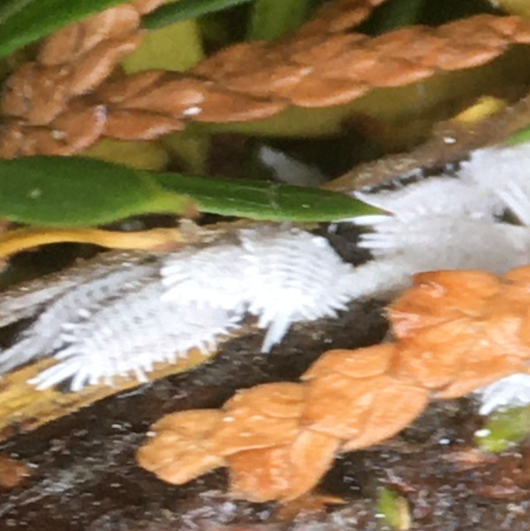 Yew Pests and Diseases – Horticulture For Home Gardeners