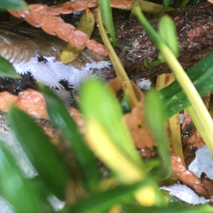Mealybug Damage To Yews – Horticulture For Home Gardeners