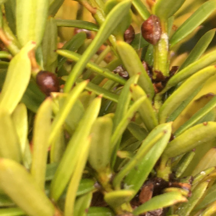 Yew Pests and Diseases – Horticulture For Home Gardeners
