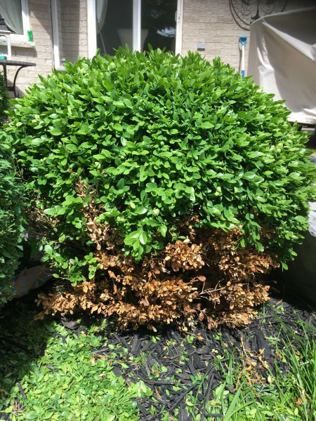 Yew Pests and Diseases – Horticulture For Home Gardeners