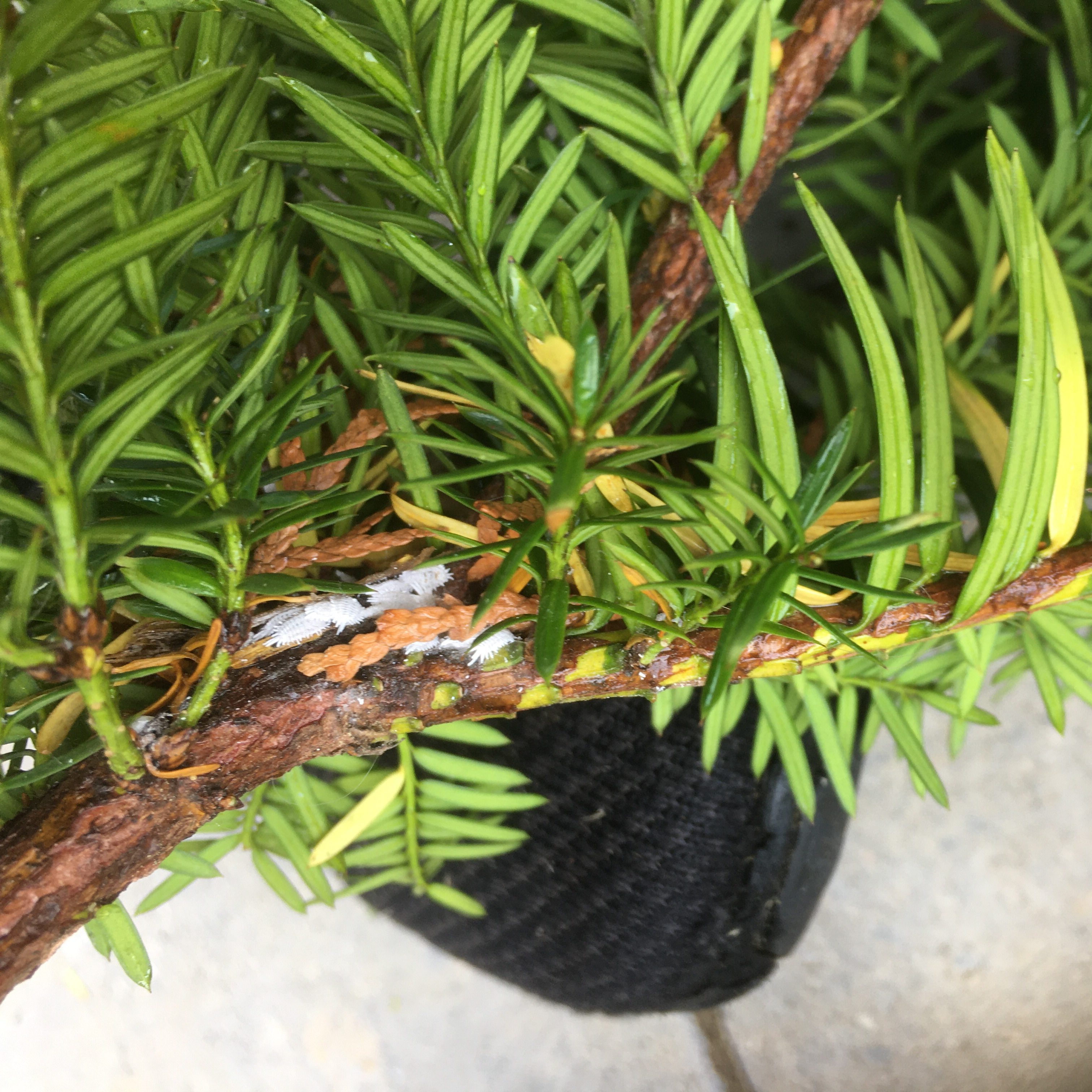 Mealybug Damage To Yews – Horticulture For Home Gardeners