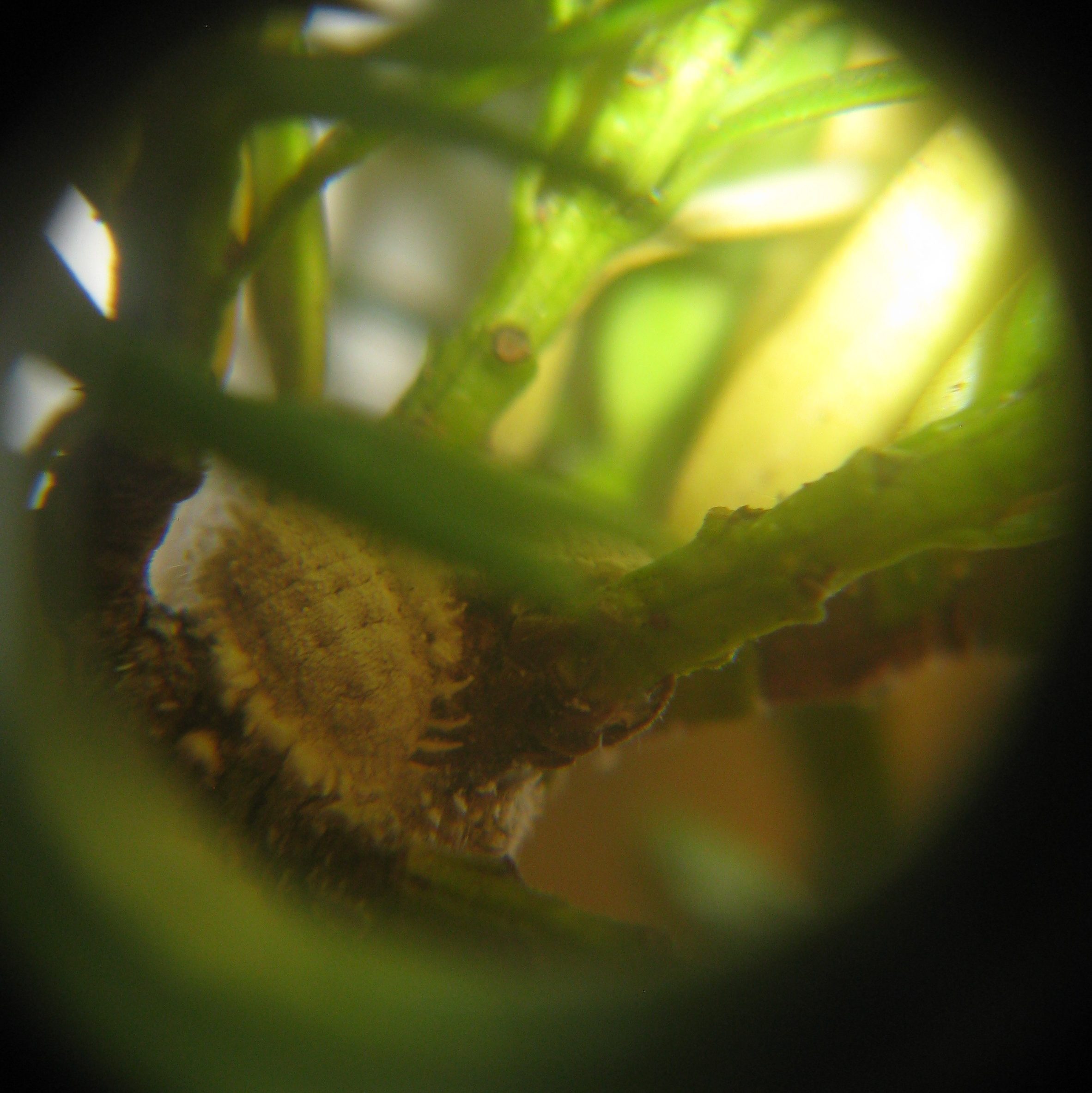 Mealybug Damage To Yews – Horticulture For Home Gardeners