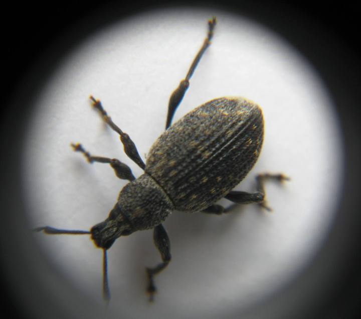 Black Vine Weevils – Horticulture For Home Gardeners