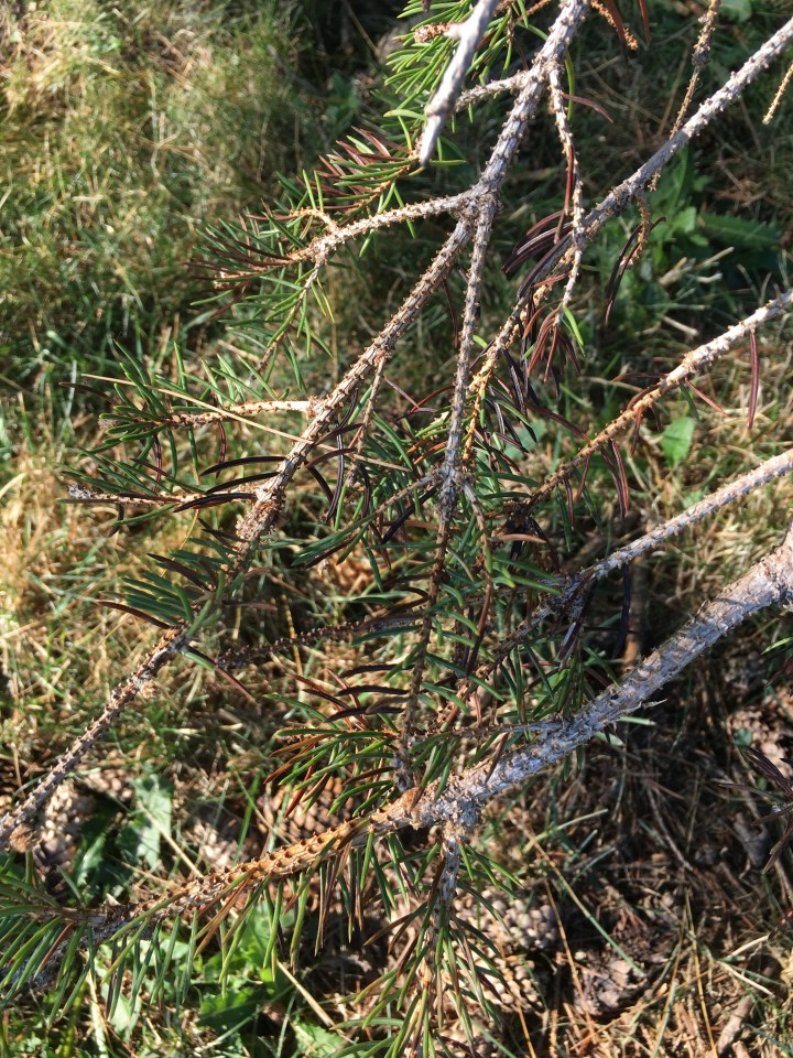Needle Cast Diseases of Spruce – Horticulture For Home Gardeners