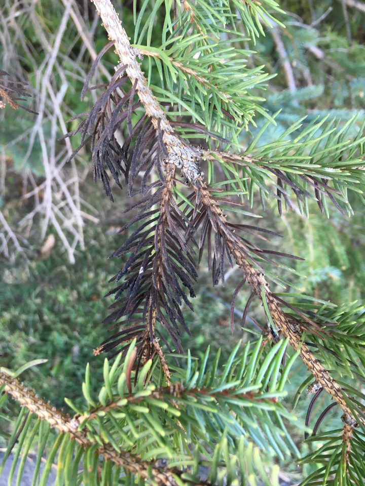 Needle Cast Diseases of Spruce – Horticulture For Home Gardeners