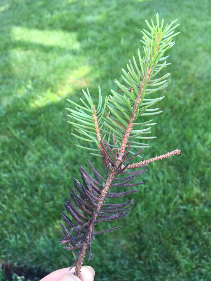 Needle Cast Diseases of Spruce – Horticulture For Home Gardeners