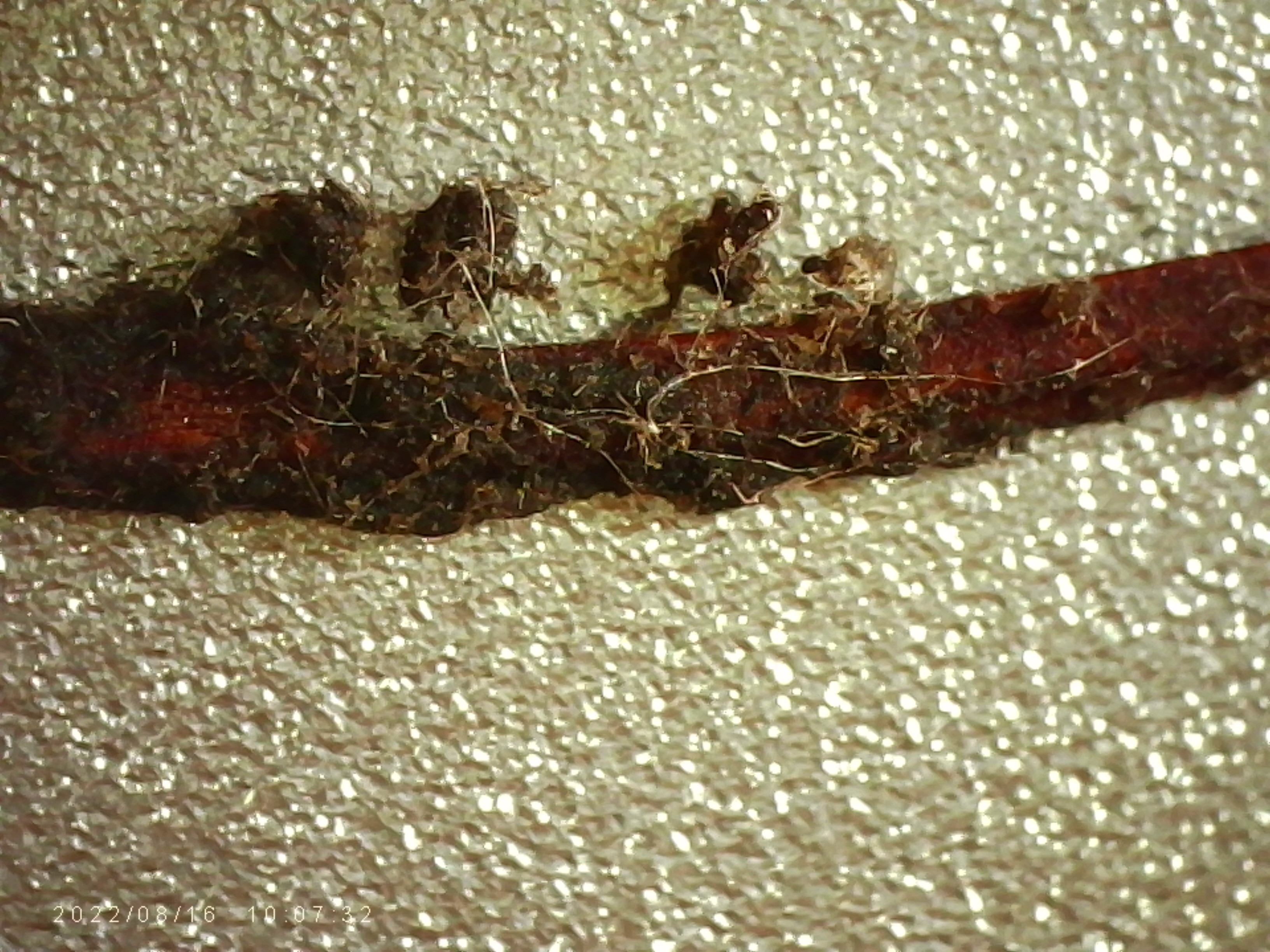 Needle Cast Diseases of Spruce – Horticulture For Home Gardeners