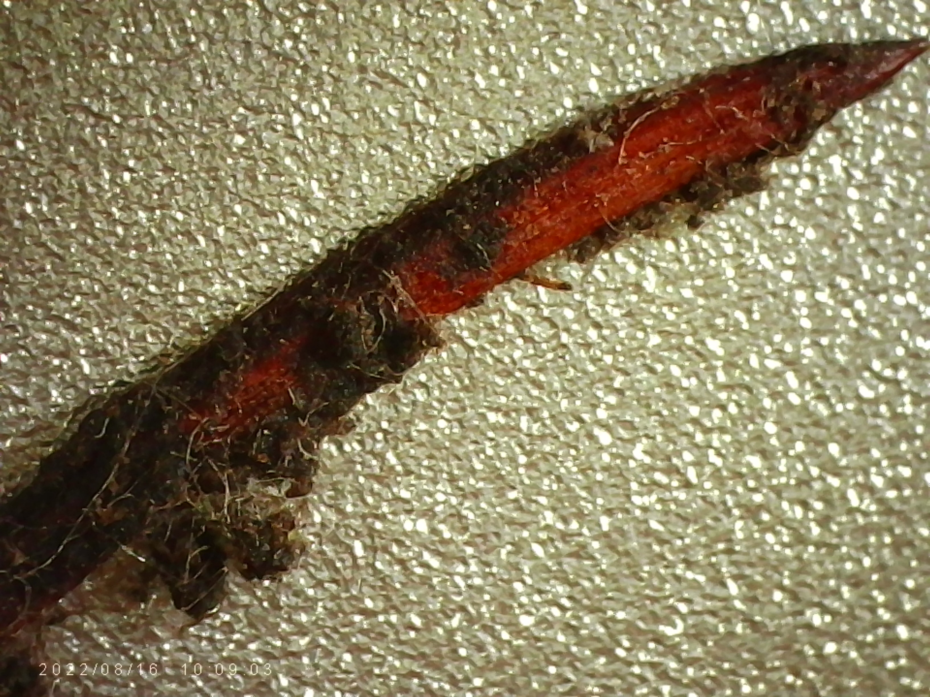 Needle Cast Diseases of Spruce – Horticulture For Home Gardeners