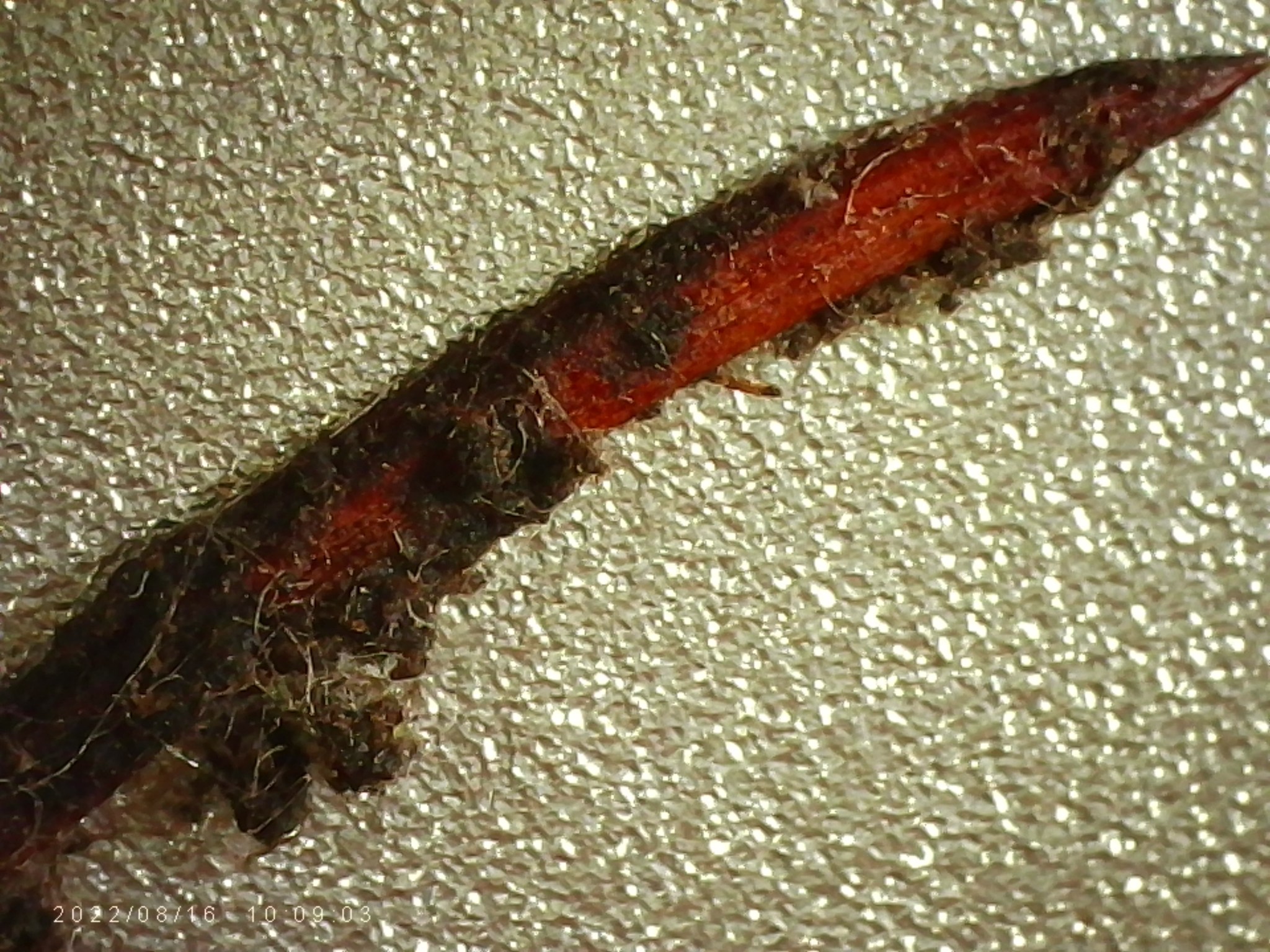 Needle Cast Diseases of Spruce – Horticulture For Home Gardeners